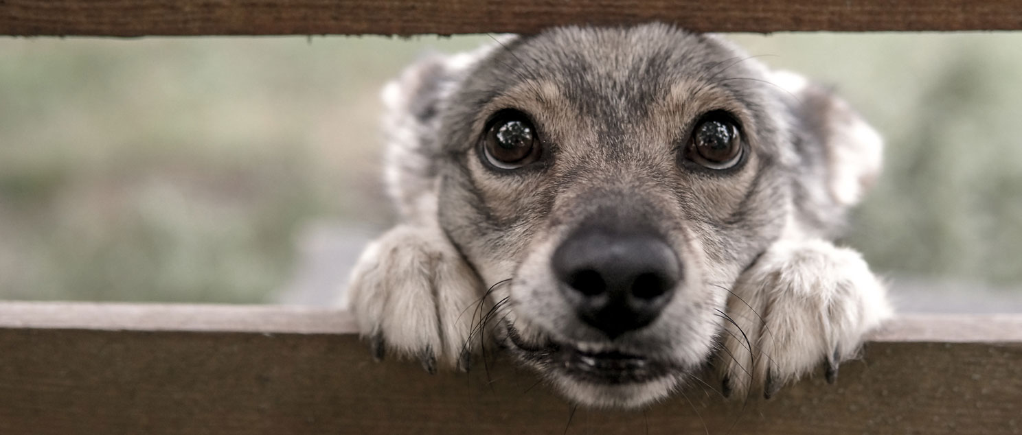 Collection Boxes – Humane Society of Truckee-Tahoe