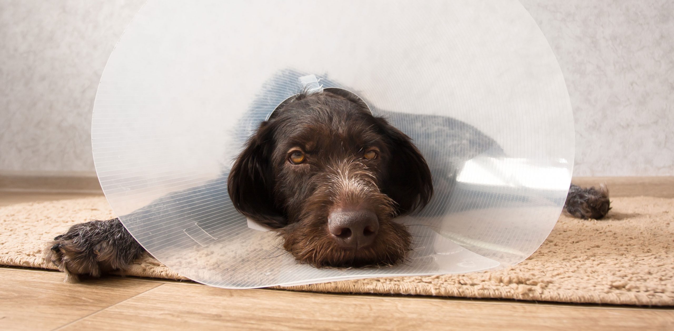 Spay / Neuter Form – Humane Society of Truckee-Tahoe