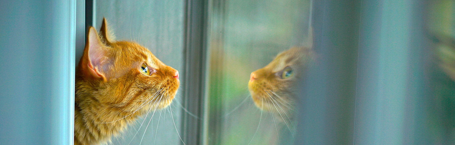 Animal Control – Humane Society of Truckee-Tahoe