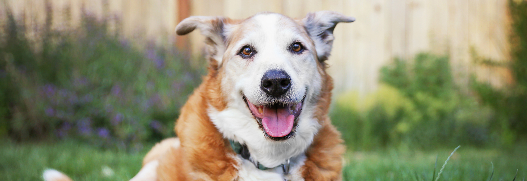 Links to Dog Information – Humane Society of Truckee-Tahoe