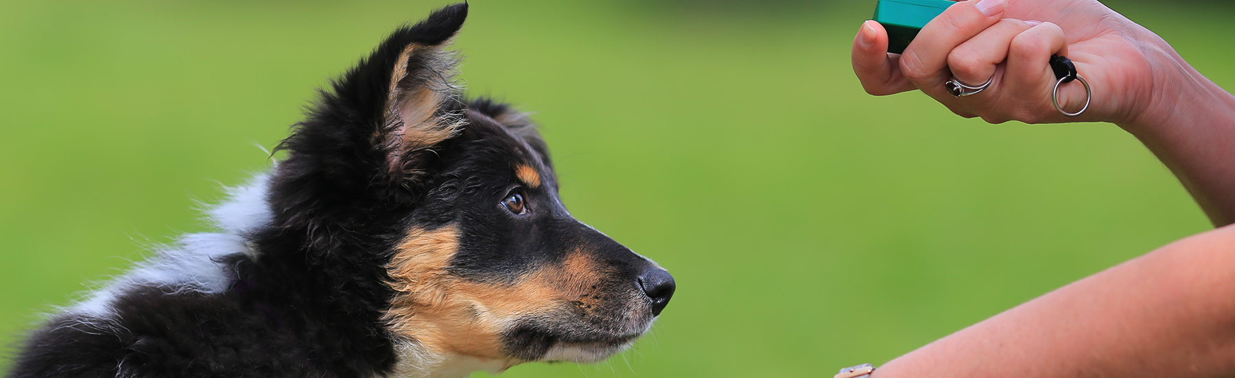 Two excellent training options for you and your dog. – Humane Society ...
