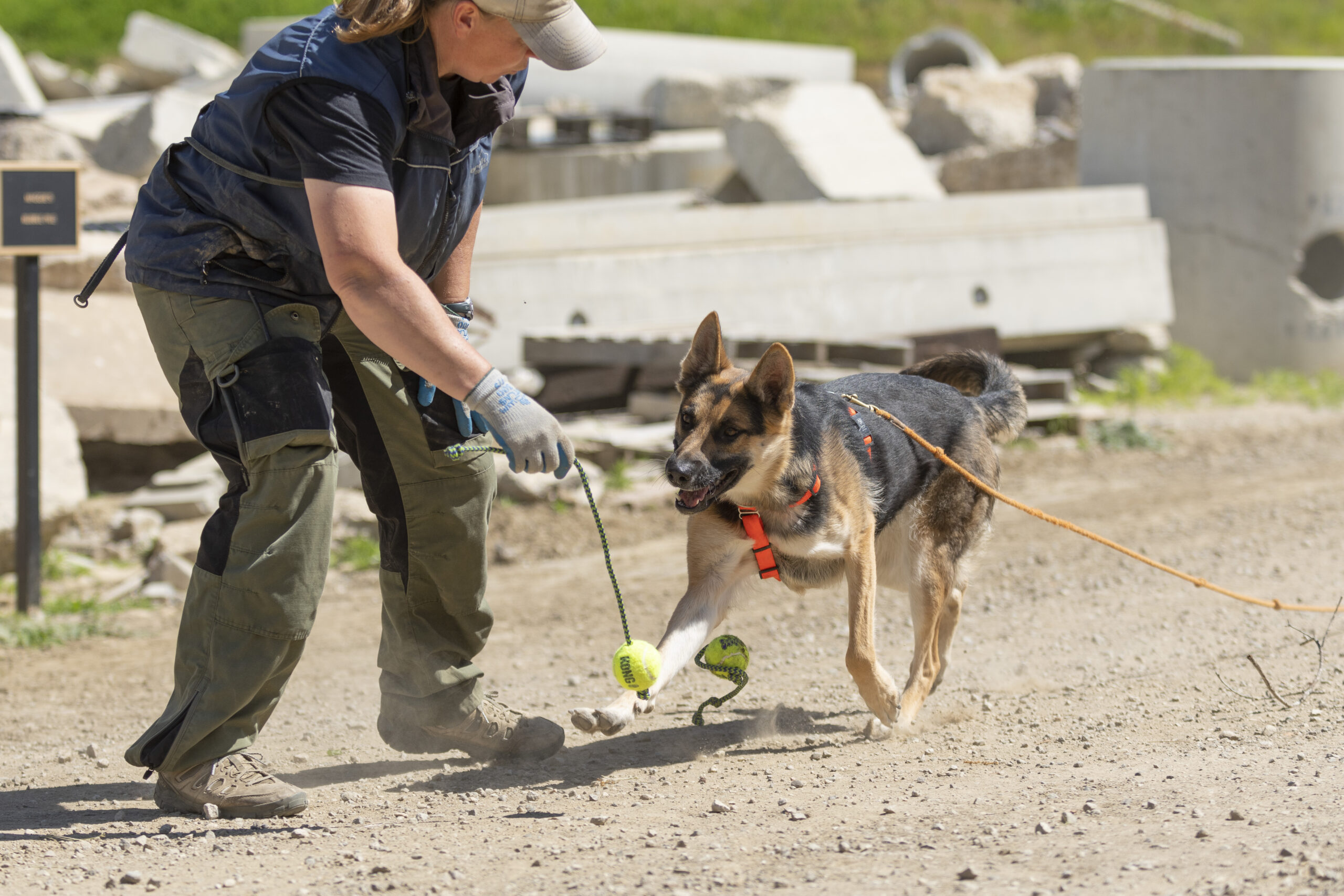 From stray dog to search and rescue dog. Follow Greta as she becomes a ...